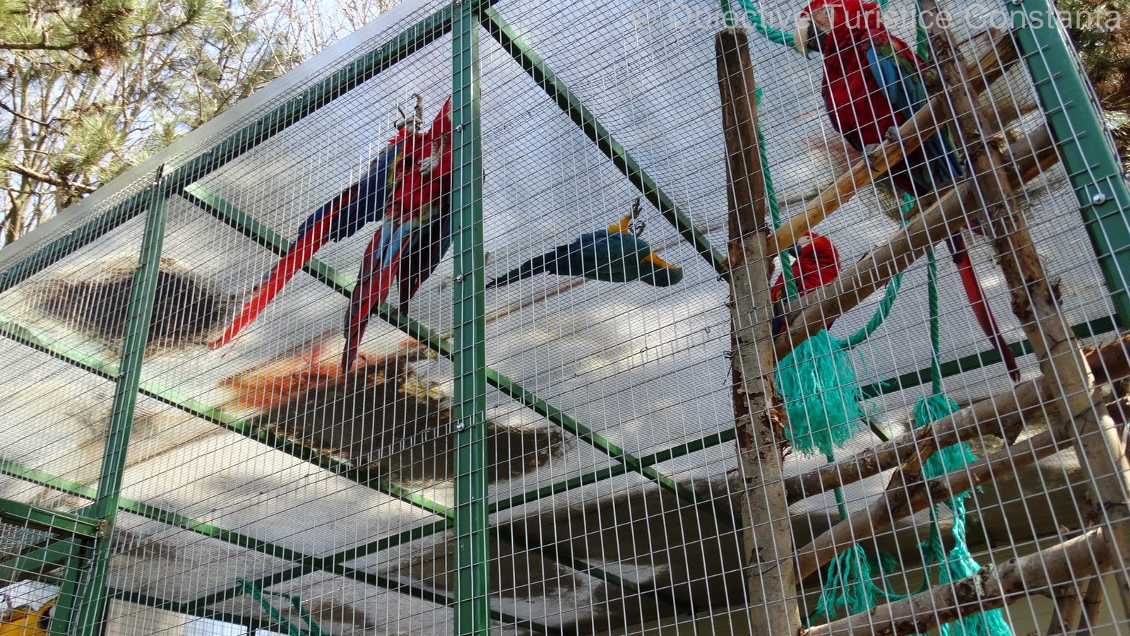 Expozitia de pasari exotice | Obiective Turistice Constanta