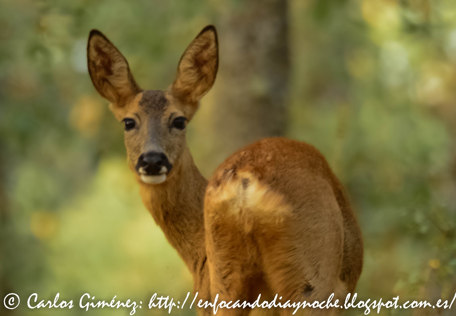 Enfocando, día y noche: Miradas en el Bosque I: Corzos en los Montes de ...