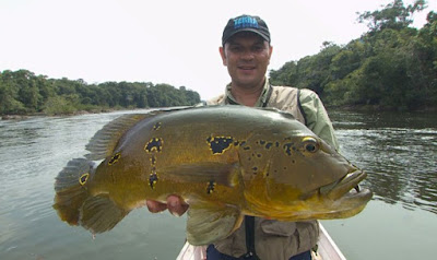 Mania de Aquário: Tucunaré (Peacock bass, Cichla sp.)