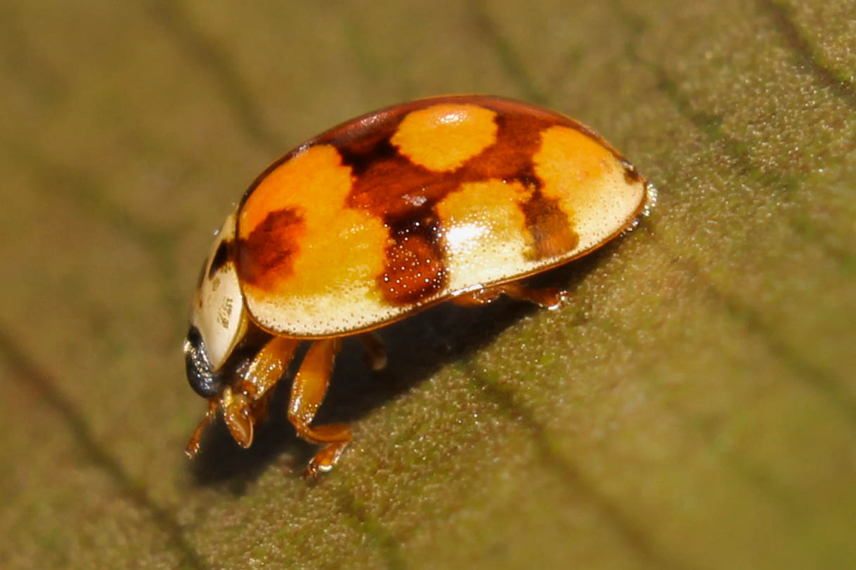 Biodiversity of Cyprus by NGO Protection of the Natural Heritage and ...