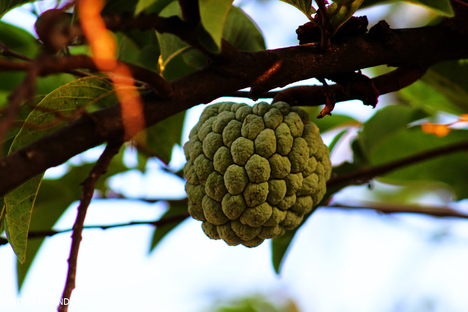 Ako si ANDREW IBOT!: Atis (Sugar apple, Sweet sop)