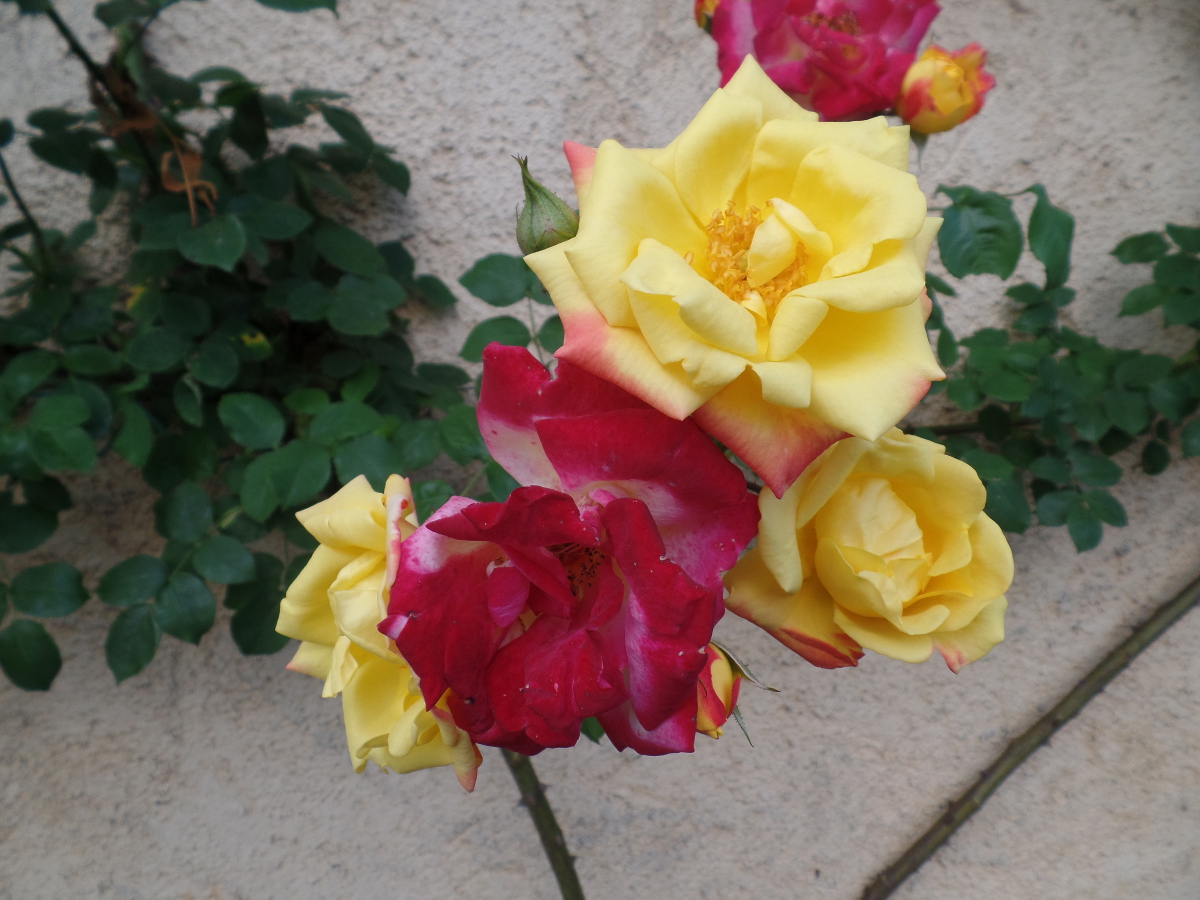 A corner of France: Masquerade climbing rose
