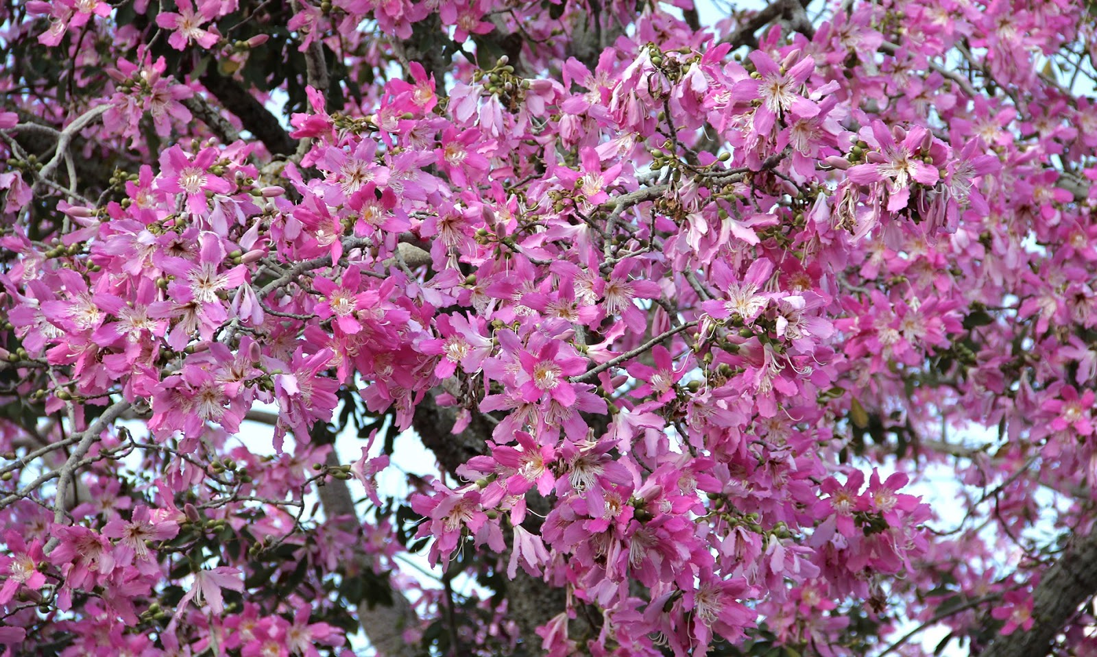 Paineira-rosa - Ceiba speciosa