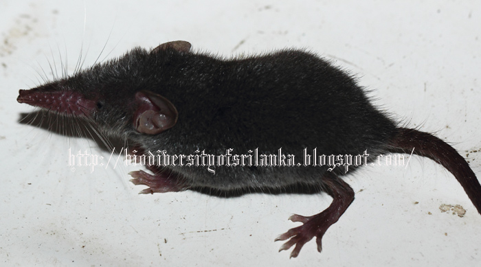 Biodiversity of Sri Lanka: හික් මීයා/කුනු මීයා[Hik Meeya/Kunu Meeya ...