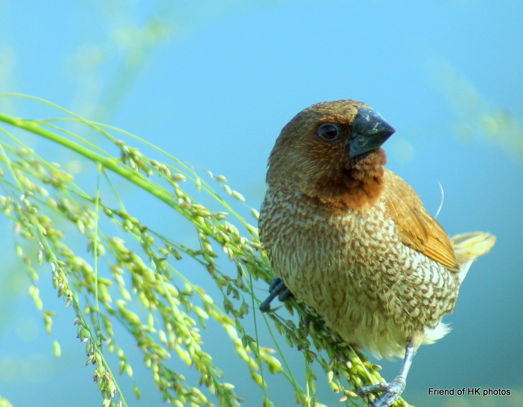 Photographic Wildlife Stories in UK/Hong Kong: Local Birds