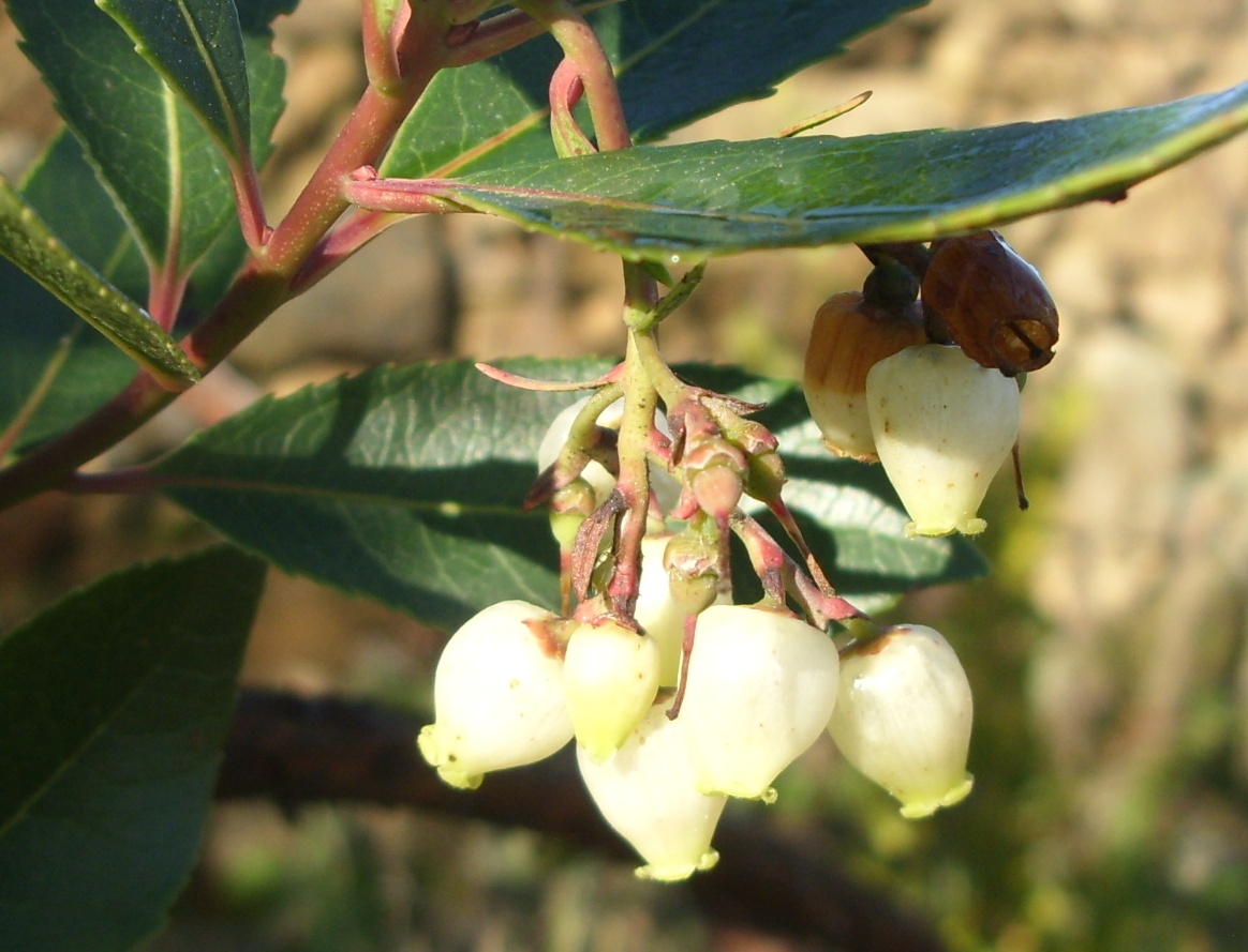 Jardim Autóctone: Medronheiro (Arbutus unedo)