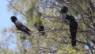 Richard Waring's Birds of Australia: Bird photos from Docker River to ...