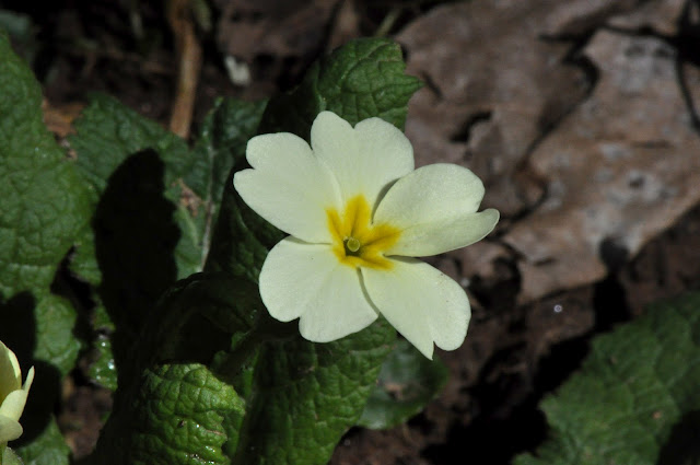 Desde Alájar: Primavera