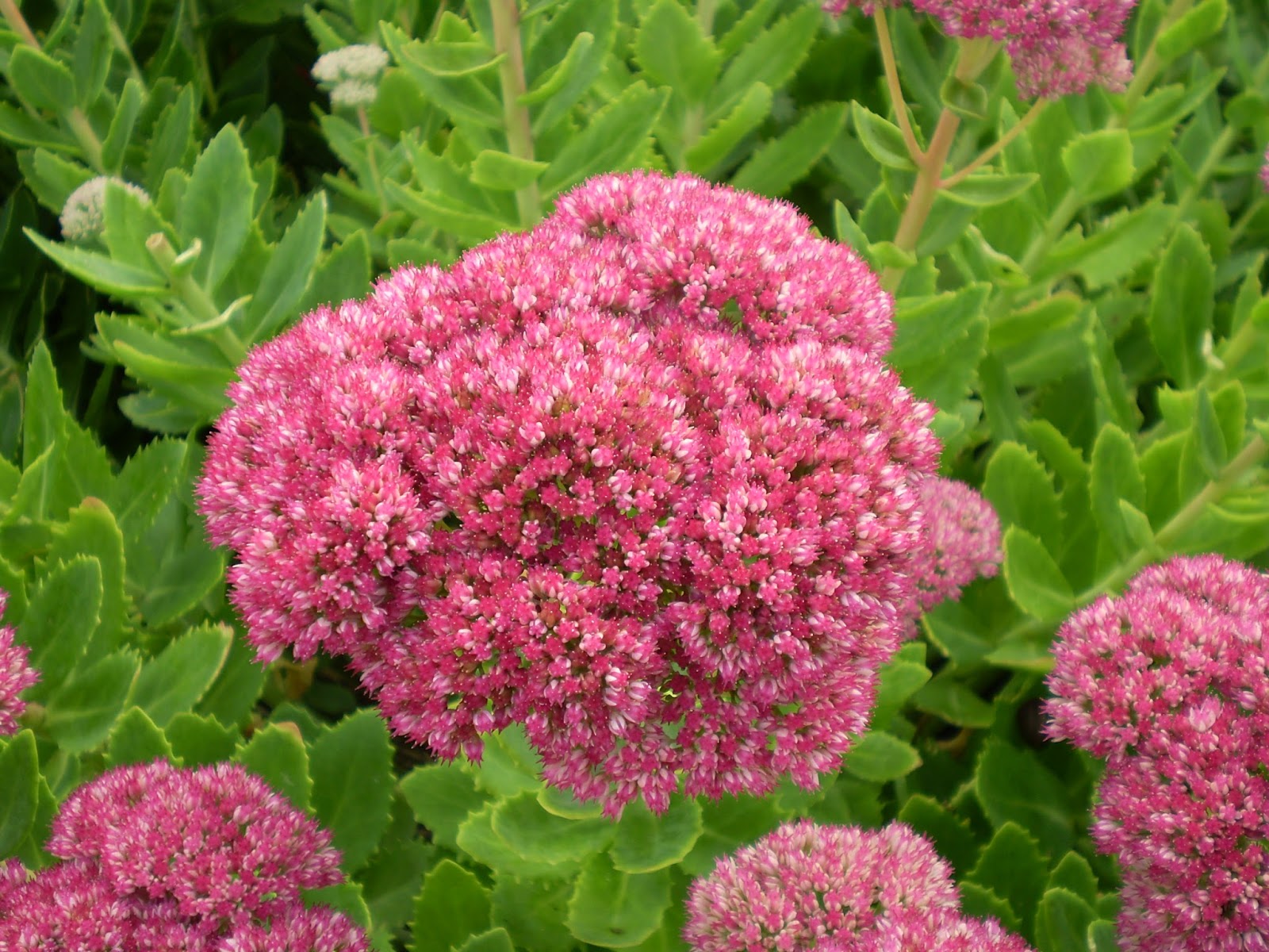 sedum spectabile - France News Collections