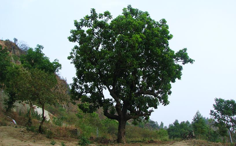 Flora-Hort. all about Horticulture, Floriculture and Landscaping ...