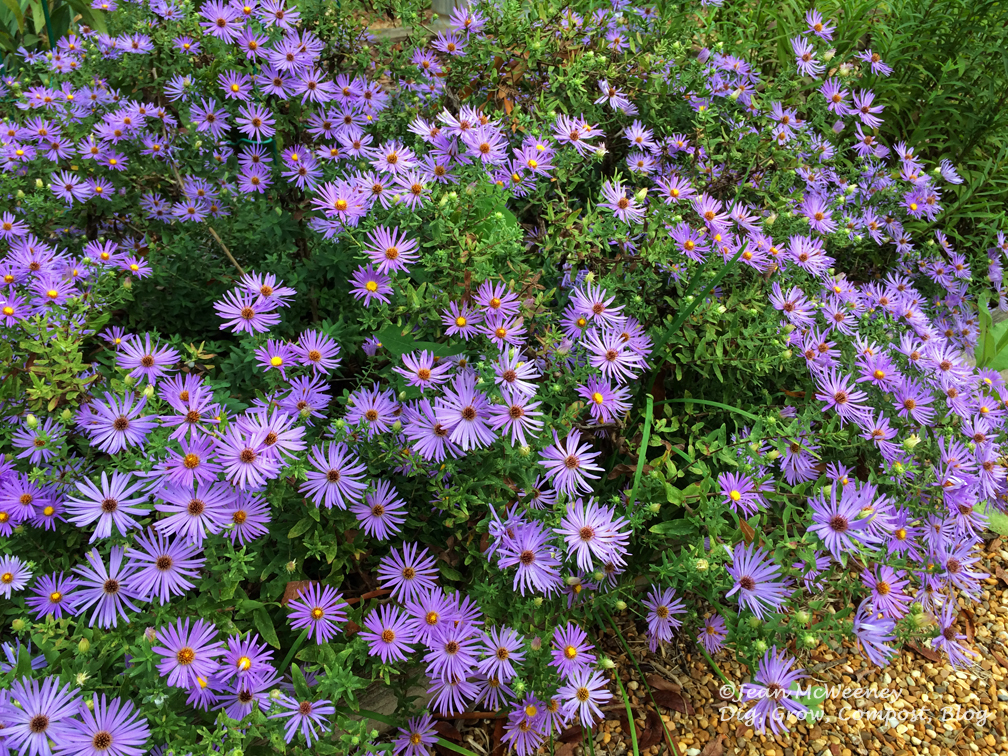 Dig, Grow, Compost, Blog: What's Happened to My Garden?