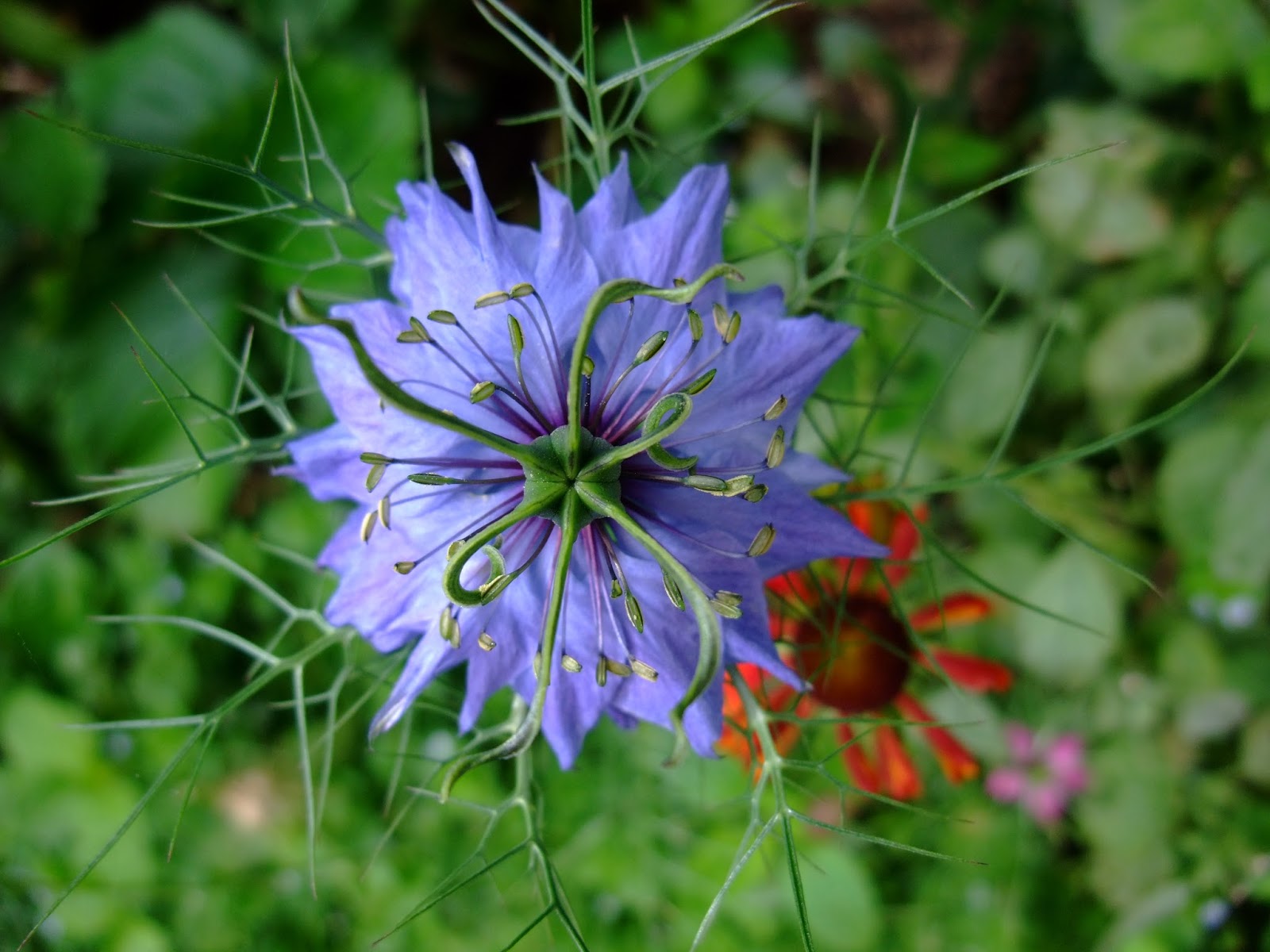 HERBAL PICNIC: BLACK CUMIN / LOVE-IN-A-MIST