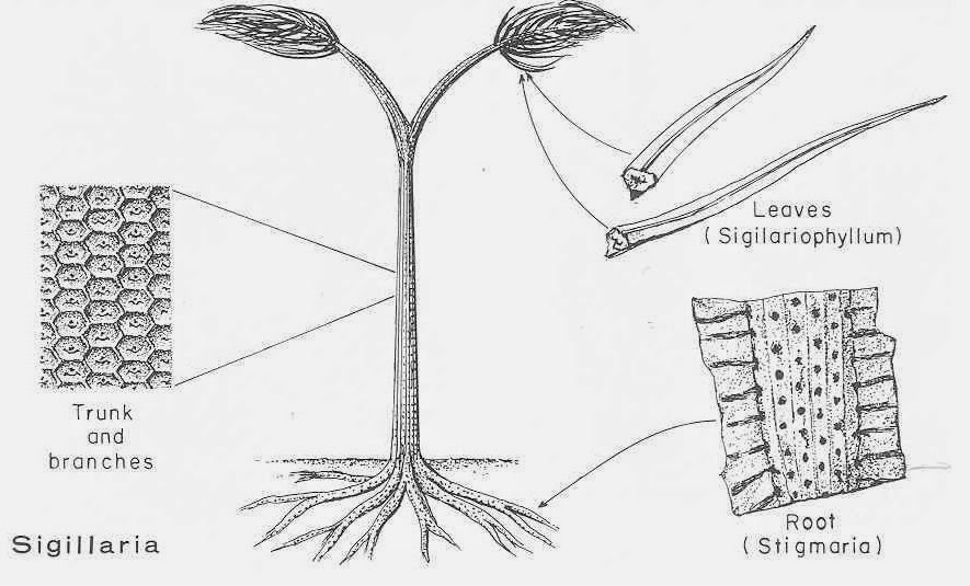 Wildfilm: Lepidodendron and Sigillaria