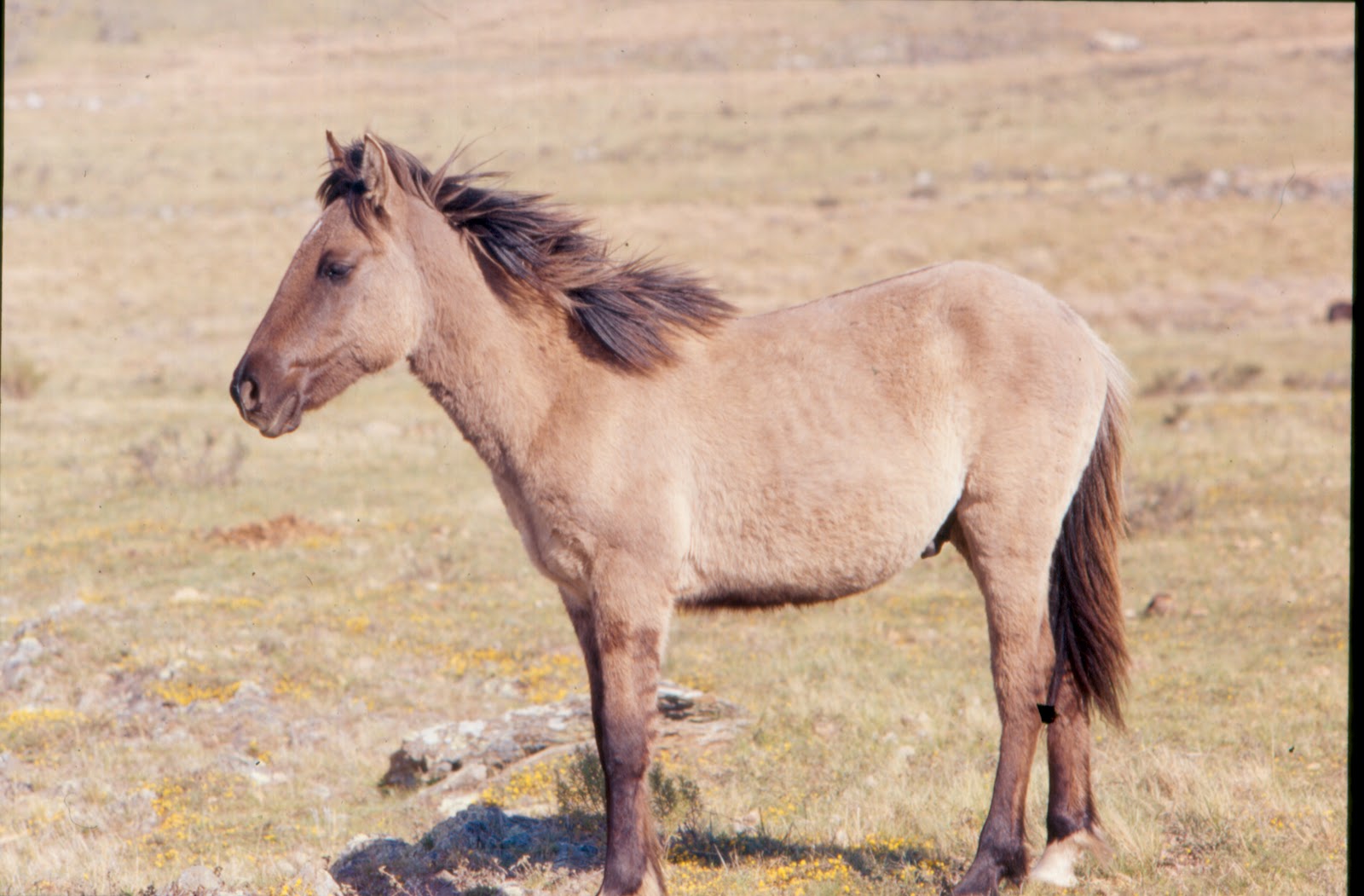 CABALLOS CIMARRONES ECOLOGÍA Y MANEJO EN ARGENTINA