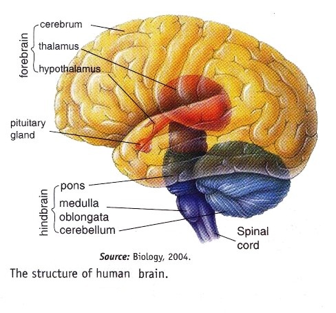 Central Nervous System (CNS) For Human - New Science Biology