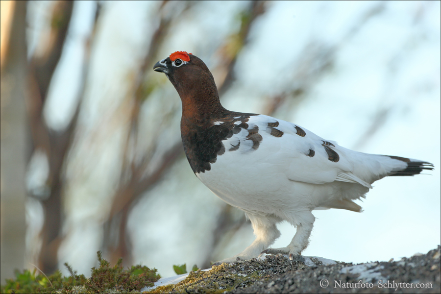 Villmarksopplevelser i ord og bilder!: Ryper og mer...