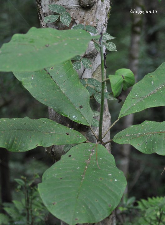 Learn Tanii: PLANTS / TREE / CREEPERS.