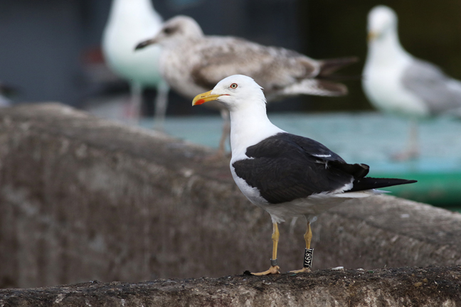 Bag a Wild One: Norwegian Gulling Trip