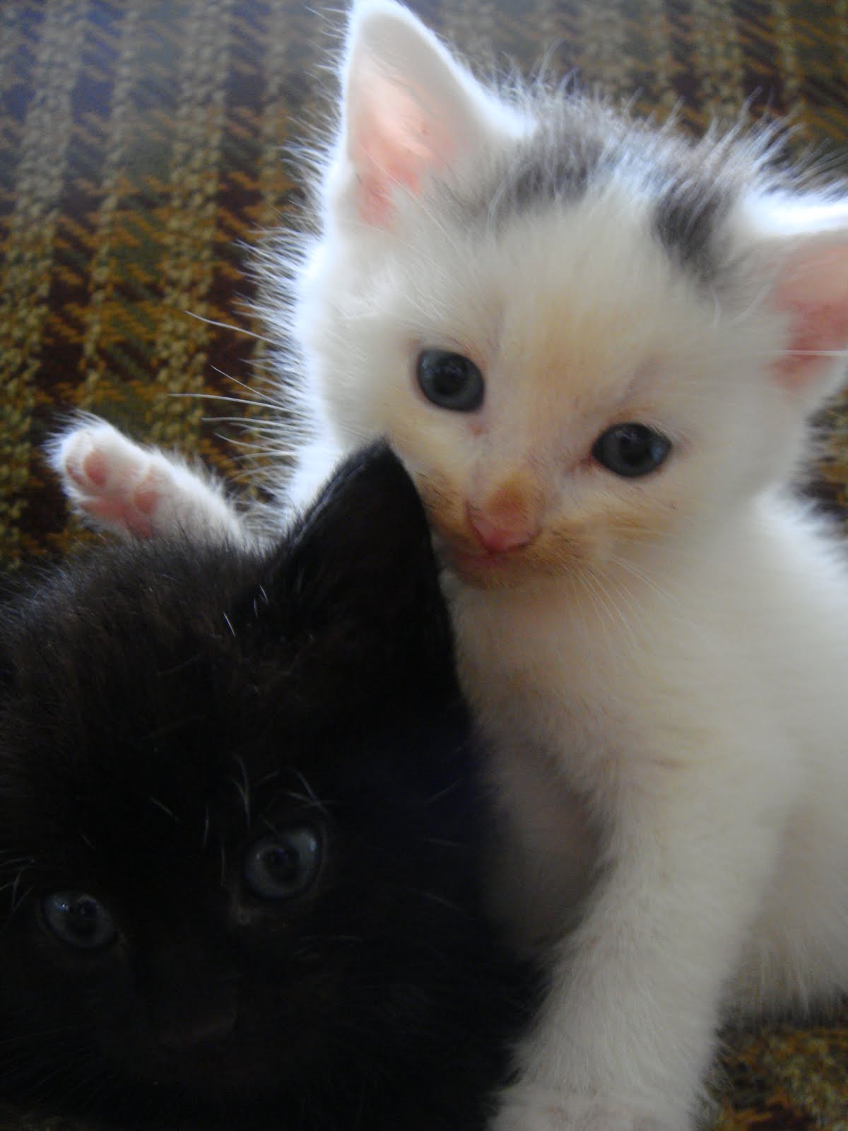 Kattekillinger til salg