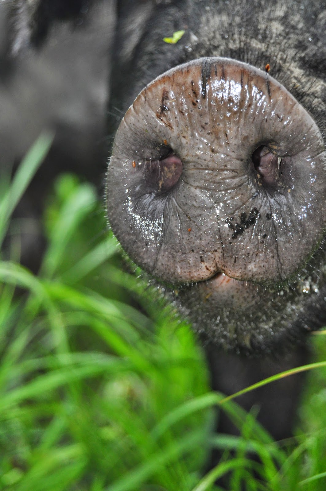 Climbing Tree Farm: Beautiful Morning at Climbing Tree Farm/ Young Pig ...