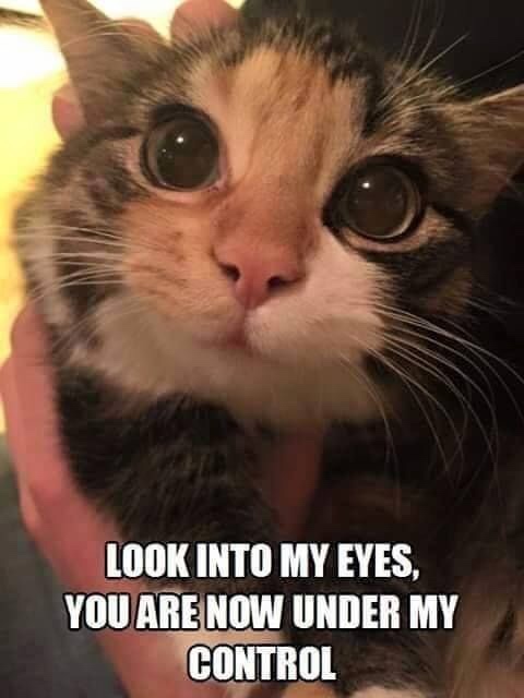 New cat memes compilation 2018