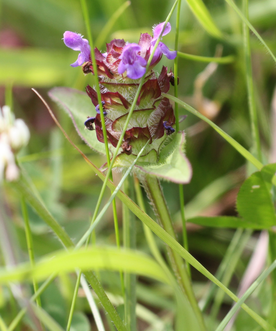 Wolvobirder's Nature Blog: July 2011