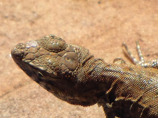 An Apel a Day: Arches National Park Lizards
