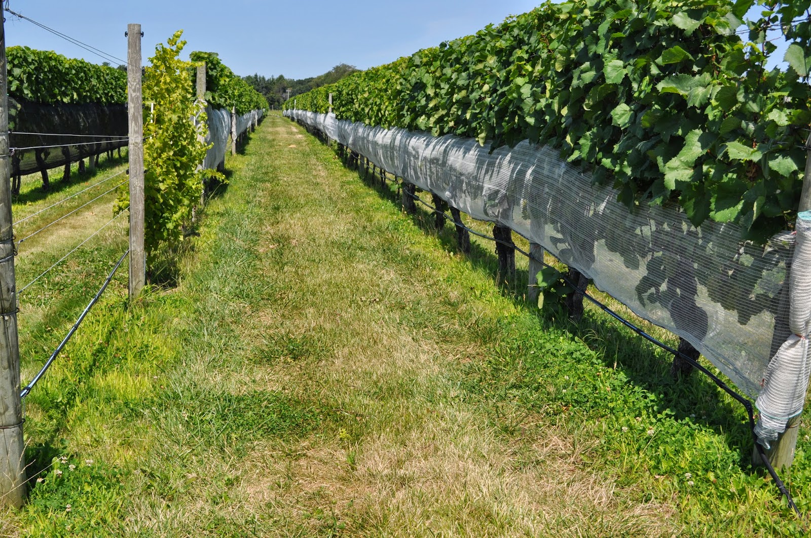 Innovative Under Trellis Management for Vineyards