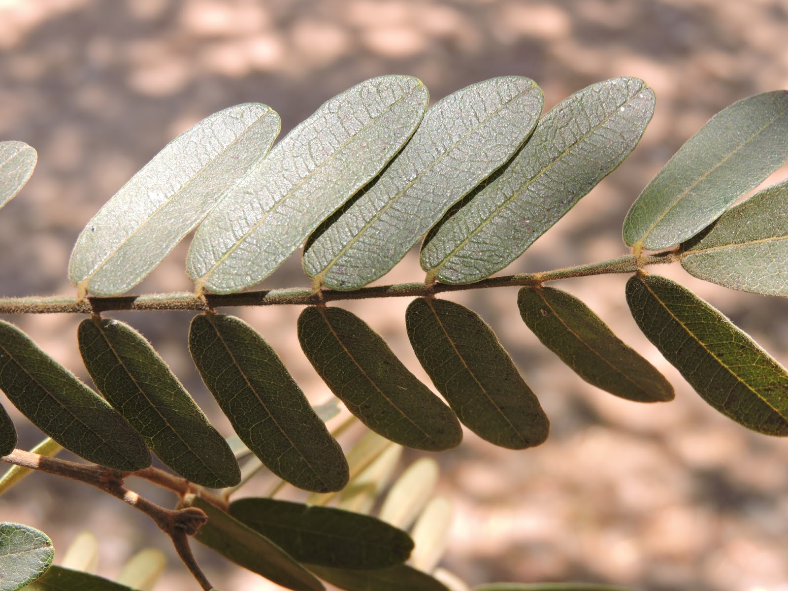 Fabaceae - Leguminosae no Brasil: Fabaceae - Swartzia psilonema Harms