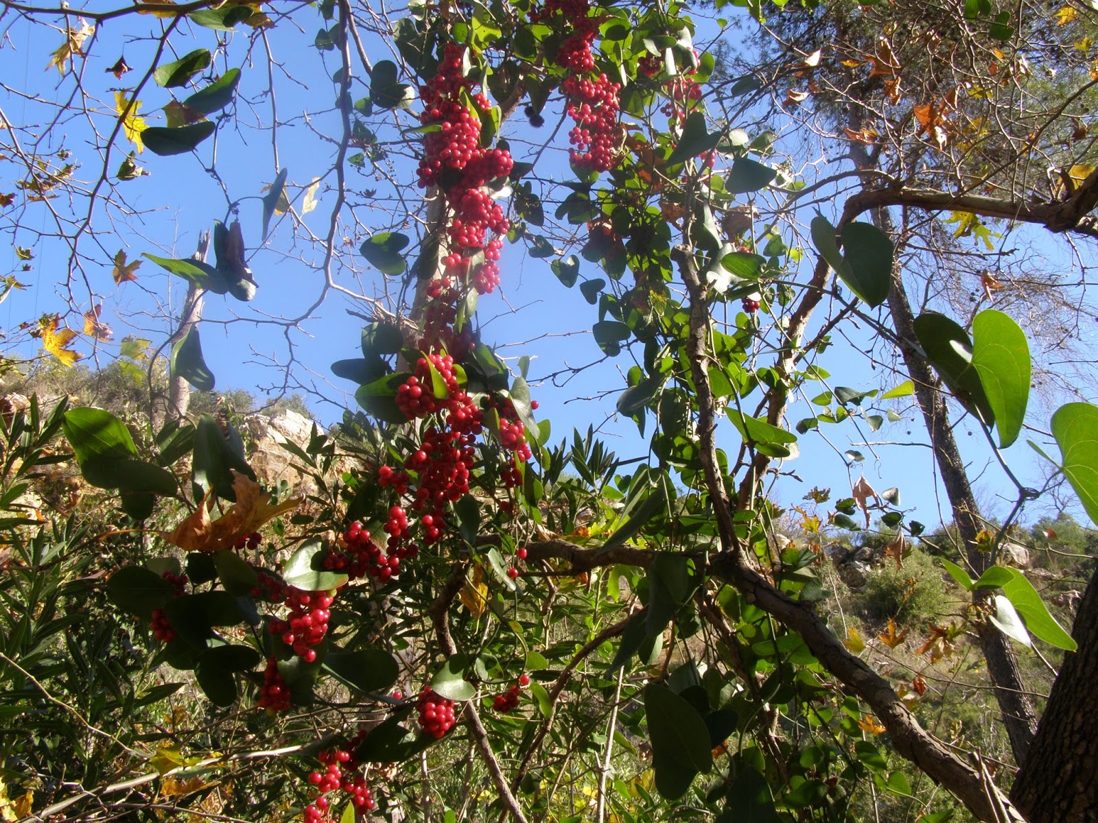 ΦΑΡΑΓΓΙ ΟΙΝΟΗΣ | Τα μάτια μας... 4