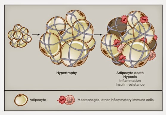 Molium: Healthy Weight Loss