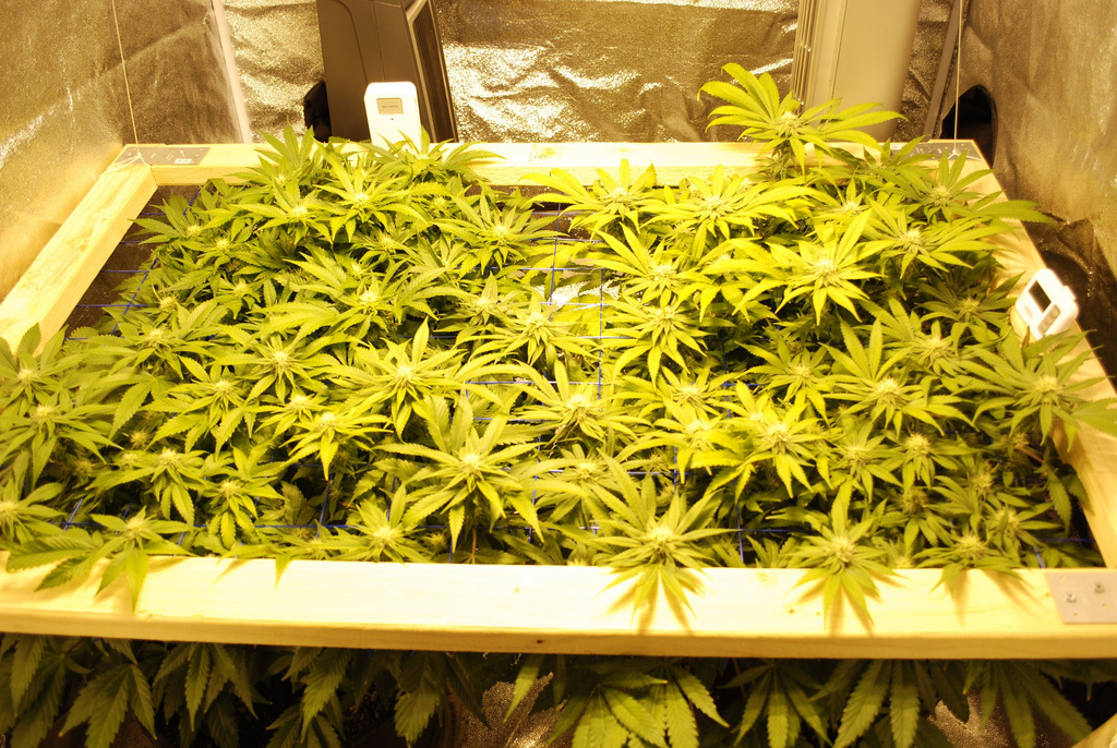 ScrOG (Screen of Green) Explained | METAL GROW SOLID