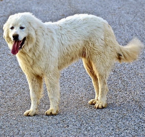 Ελληνικός Ποιμενικός (Greek Shepherd) | Ένας σκύλος για σένα