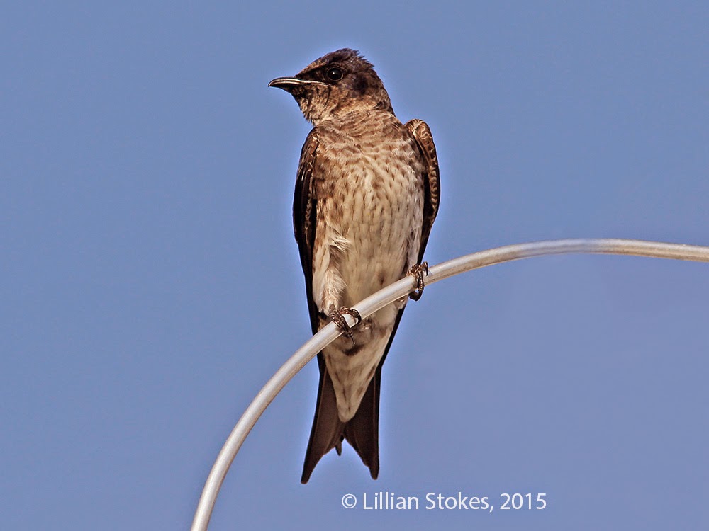 STOKES BIRDING BLOG: Purple Martins are Back in Florida