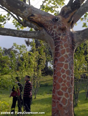 Creative Tree Photography ~ Hits All