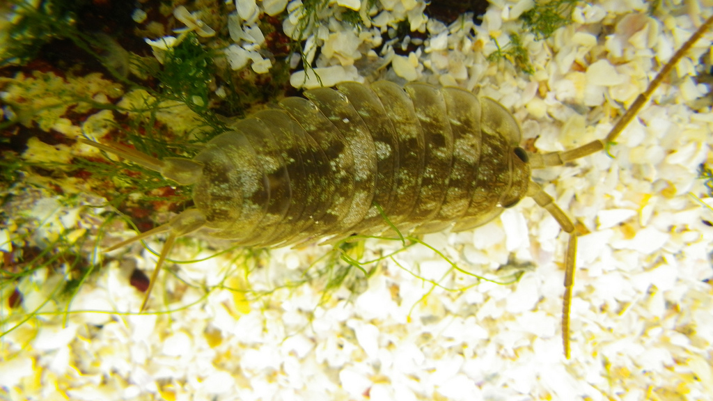 Rock Pooling: What you can see... an introduction to the major groups