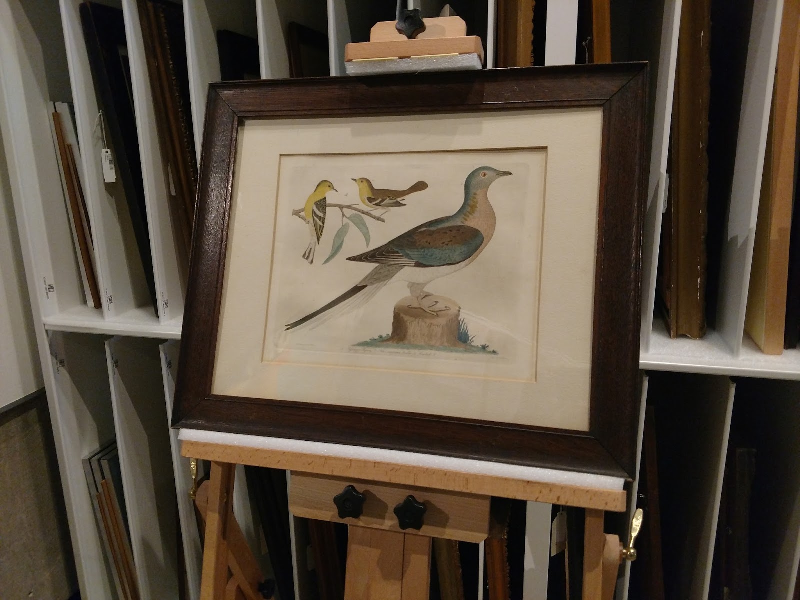 Travels of a Hobgoblin Taphophile: Passenger Pigeon, Blue Mountain ...