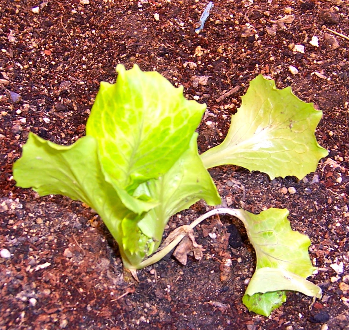 L'HORT DEL JOANOT i experimentals : de novembre 2014