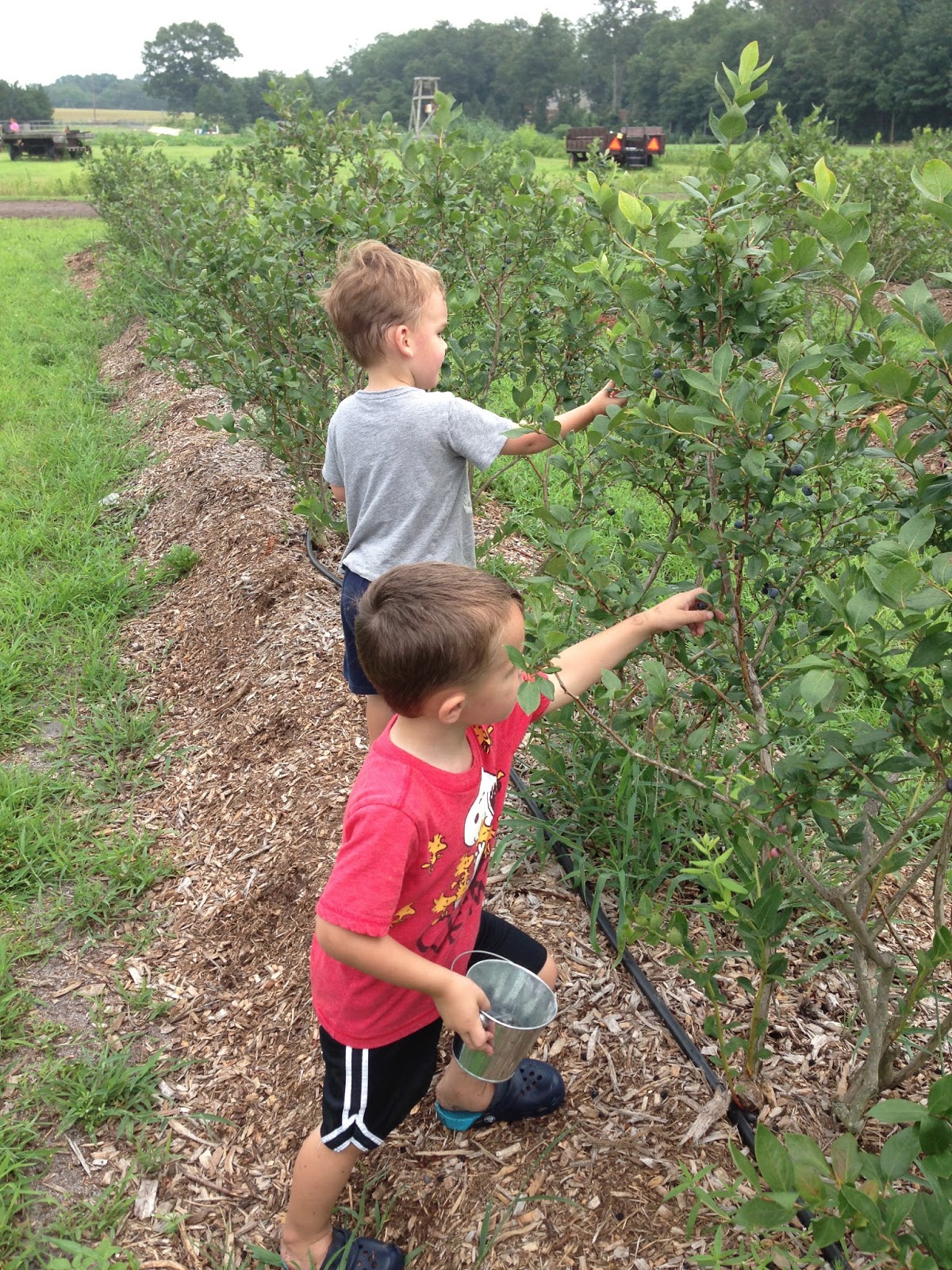 Some of the Best Things in Life are Mistakes: Blueberry Picking Activities