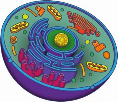 7th Grade Science 2015-2016: Cell Organelles- Structure and Function