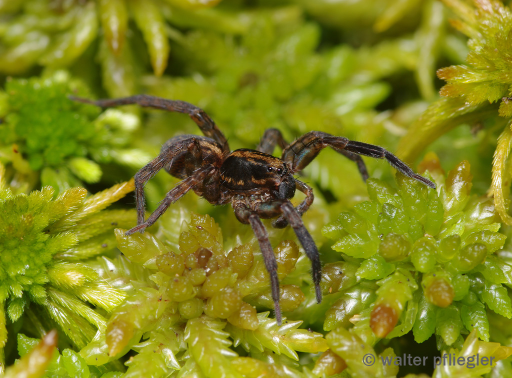 Nature photos from an Amateur Naturalist: Kelemér, Hungary (Kelemér ...