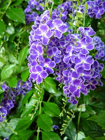 Cultura Guaraní: Duranta