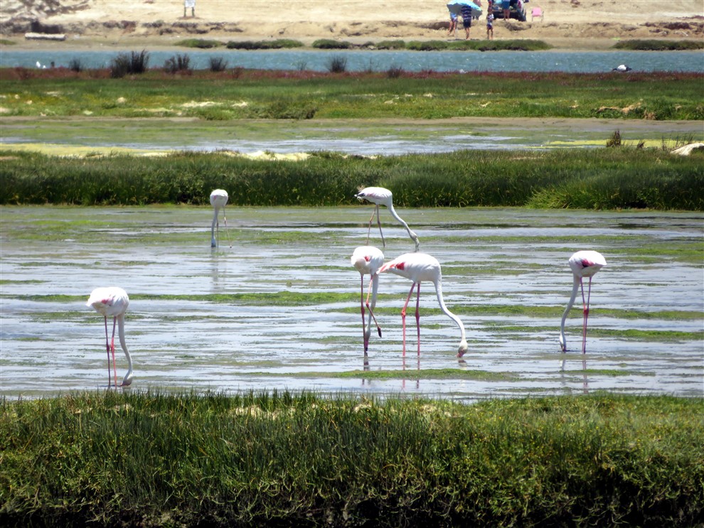 1camera1mom: Visiting the Estuary at Velddrif