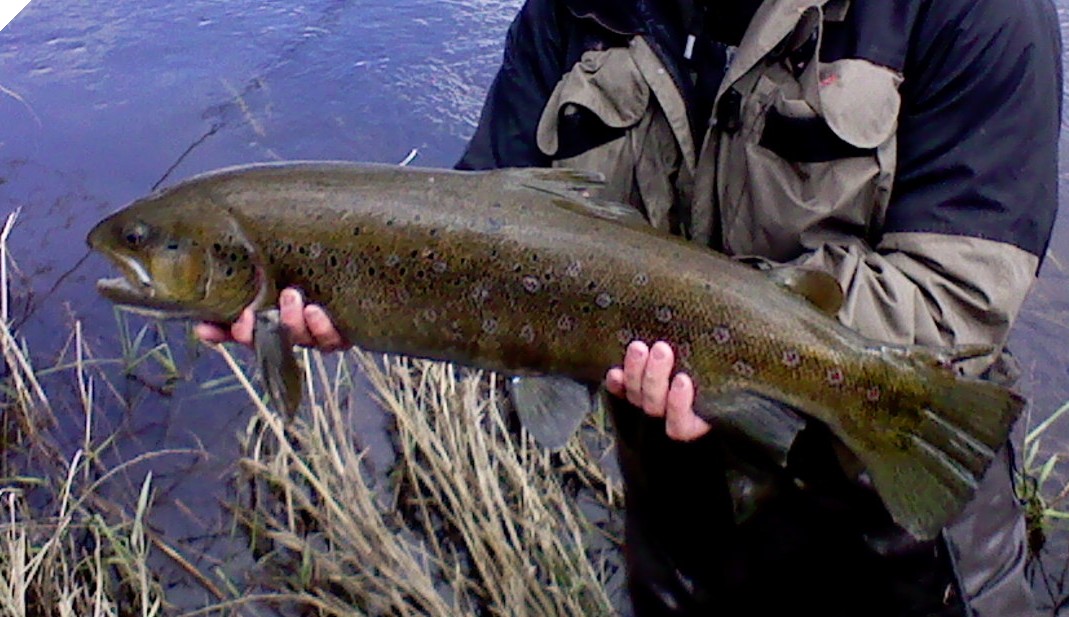 Recursos medioambientales: Trucha Común (Salmo trutta)