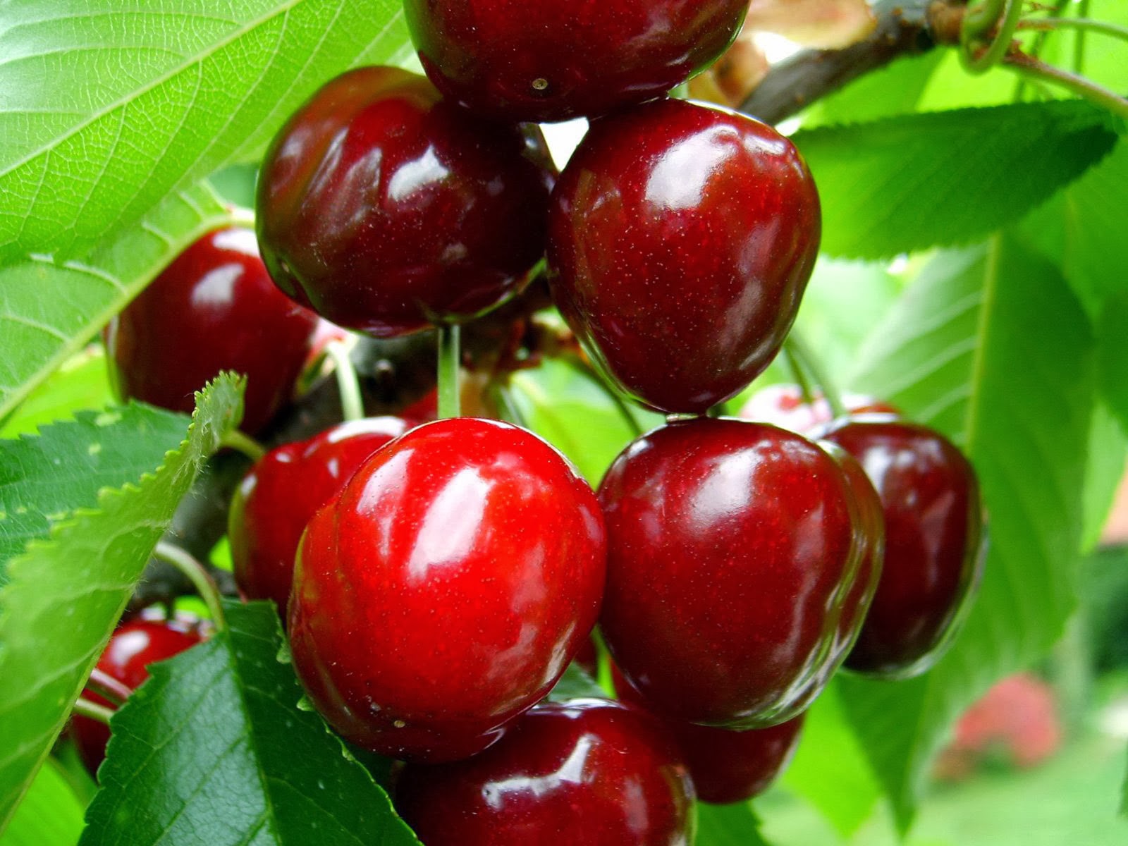Trees Planet: Prunus avium - Wild Cherry - Gean
