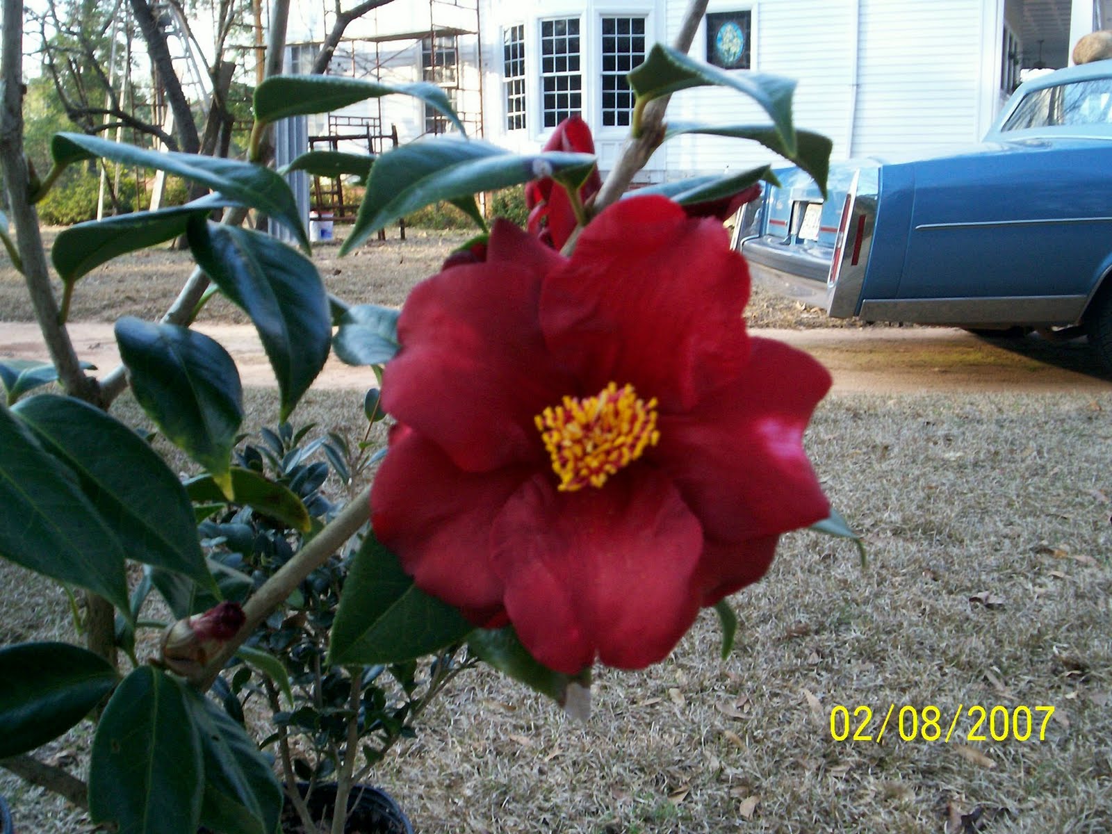 A Garden in Southwest Georgia: Camellia Seed (capsule) Propagation