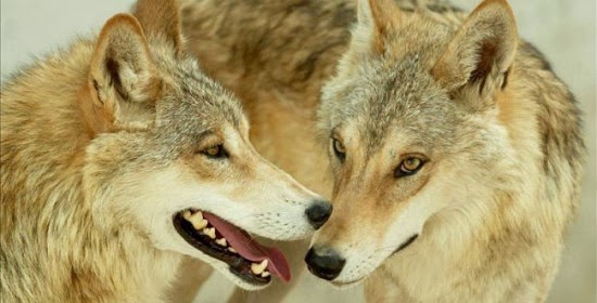 El ultimo aullido de esperanza del lobo mexicano (Canis lupus baileyi)