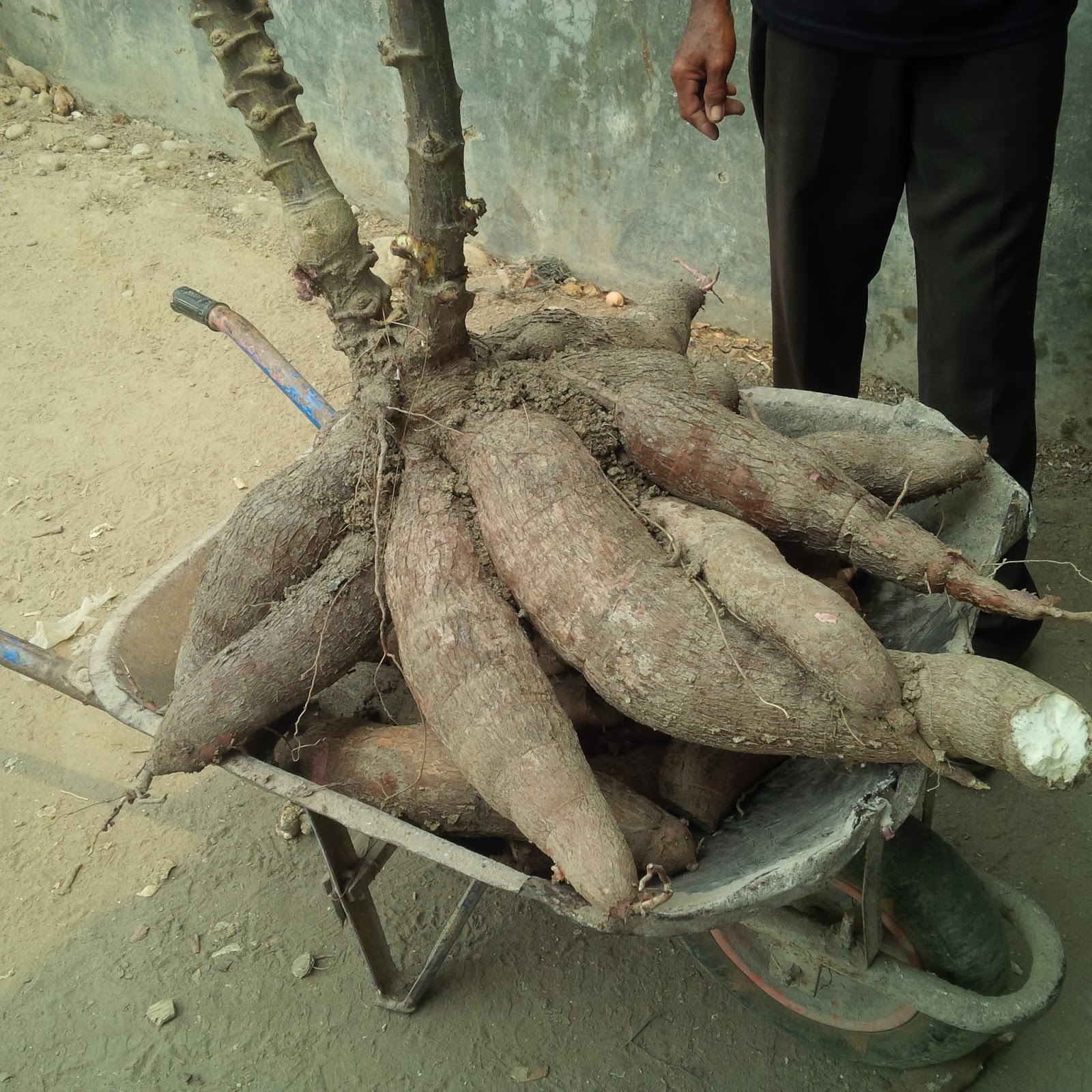 Jual bibit Ubi Gajah: Jual bibit Ubi / Singkong Gajah di MEDAN produksi ...