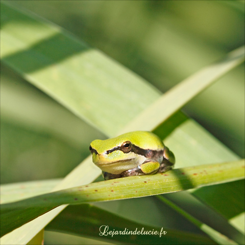 Rainettes méridionales, les juvéniles sont là!
