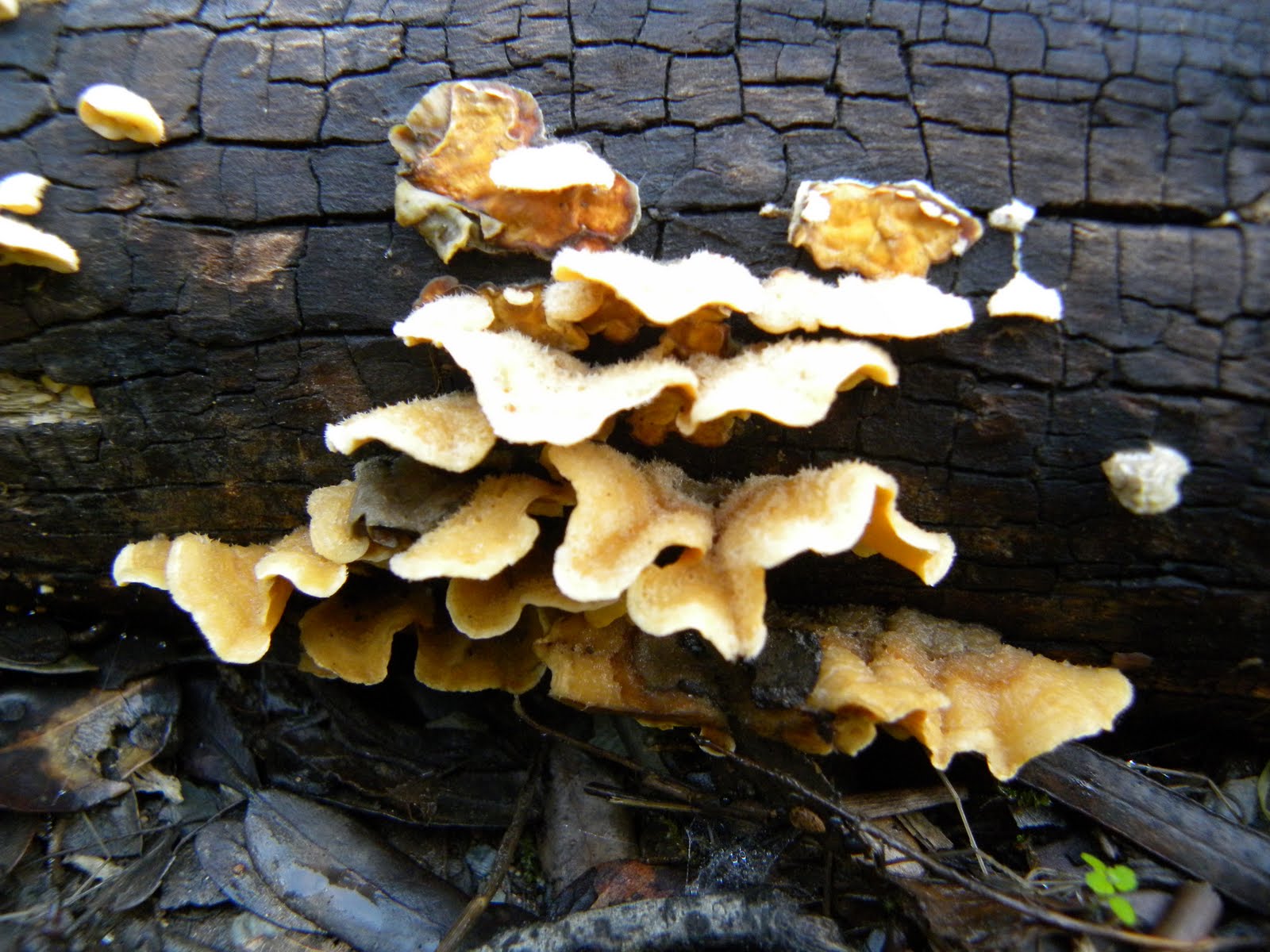 Las Plantas y Los Hongos: Actividad 3: Los hongos son ¿plantas ...